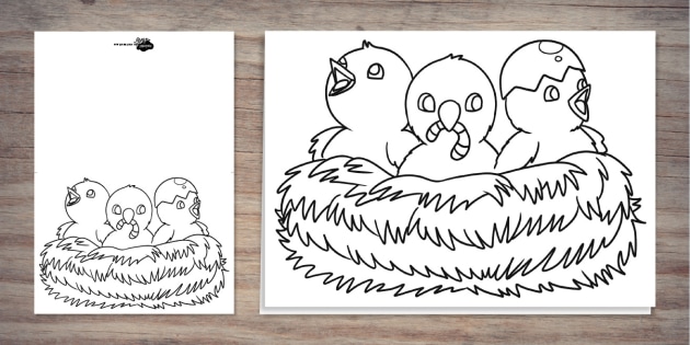 Baby Birds Spring Colouring Card | Twinkl Party