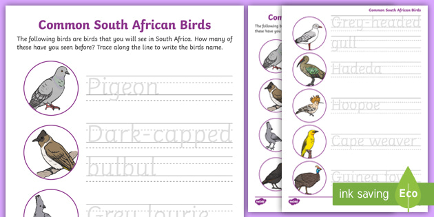 Common South African Birds Tracing Worksheet (teacher made)