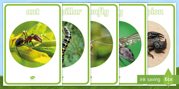 Minibeasts Photo Display Posters (teacher made)