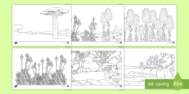 Western Australian Native Plants Colouring Pages