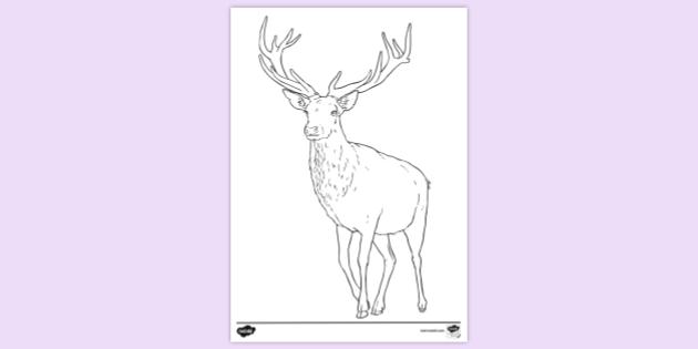 FREE! - Buck Colouring Page | Colouring Sheets