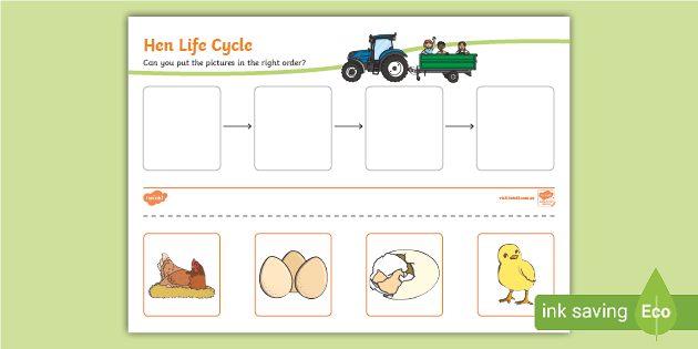 Life Cycle Of A Chicken Worksheet