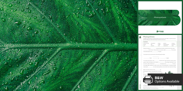 Affecting Photosynthesis Photosynthesis Wikipedia