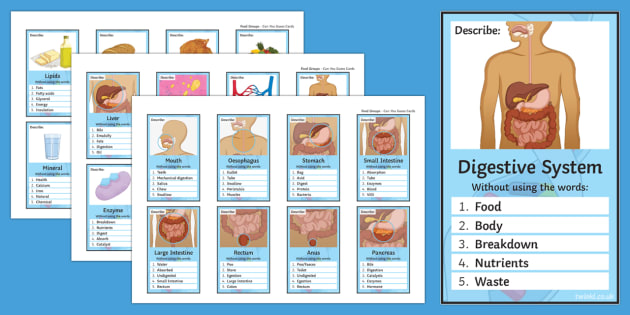 Food Groups and Digestion Can You Guess? Cards