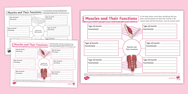 Types Of Muscles Worksheet 31 Label The Muscles Of The Body Worksheet