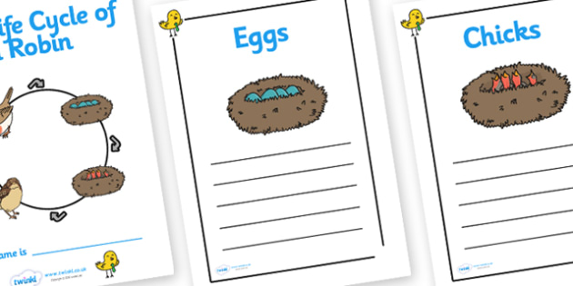 Robin Life Cycle Workbook - life cycle of a robin, workbook, life cycle