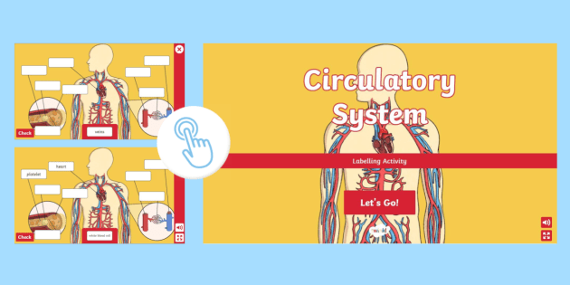 Circulatory System - Interactive Activity - KS2 - Twinkl