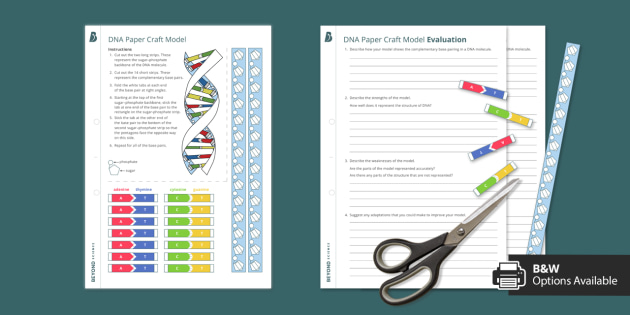 DNA Paper Craft (Teacher-Made)