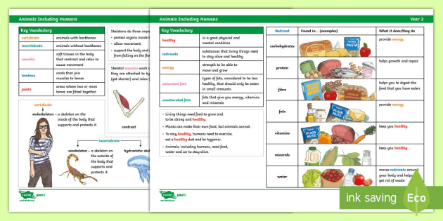 Animals, Including Humans, Facts For Year 3 | Twinkl