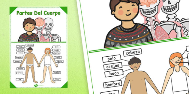 Spanish Parts of the Body Poster (teacher made)