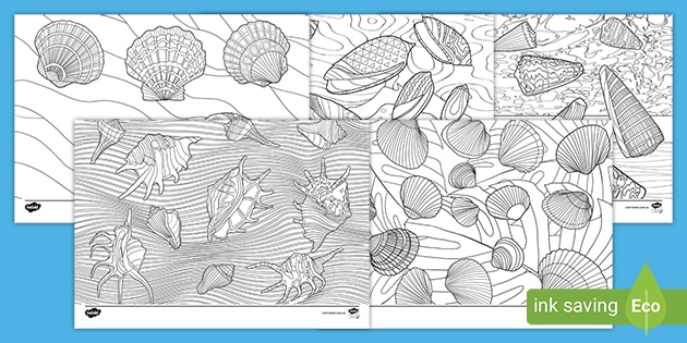 Beach Shells Mindfulness