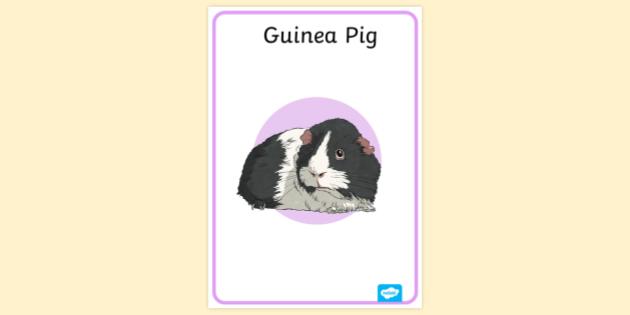 FREE! - Guinea Pig Poster Printable | Primary Resources