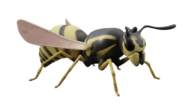 AR Wasp Quick Look Model Educational Teaching Resource