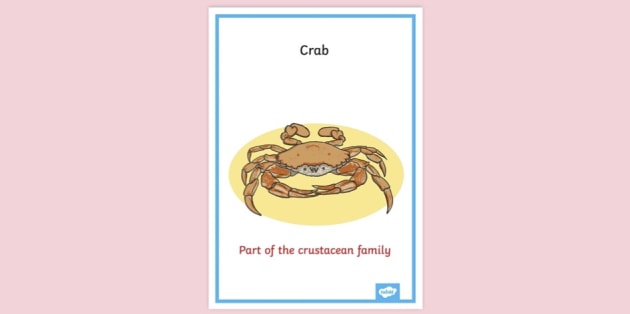 FREE! - Crab Poster Display | Primary Resources