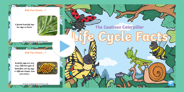 The Cautious Caterpillar Life Cycle Facts PowerPoint