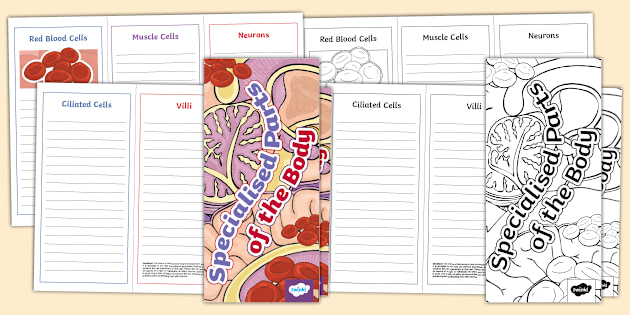 Biology Leaflet Template • Twinkl.com.au