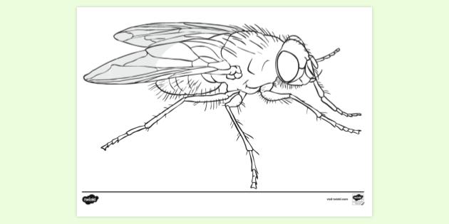 Fly Colouring Page (teacher made)
