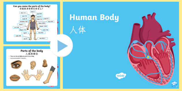 Human Bodies Science | twinkl.co.uk