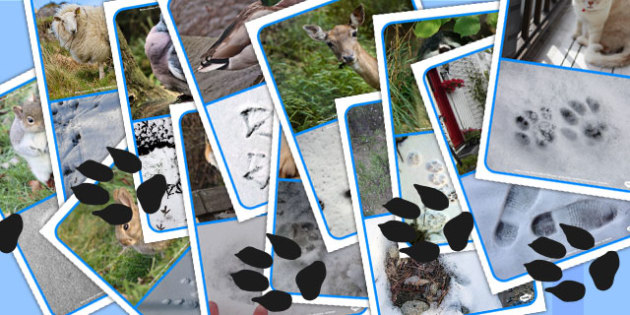 Footprints Display Photos