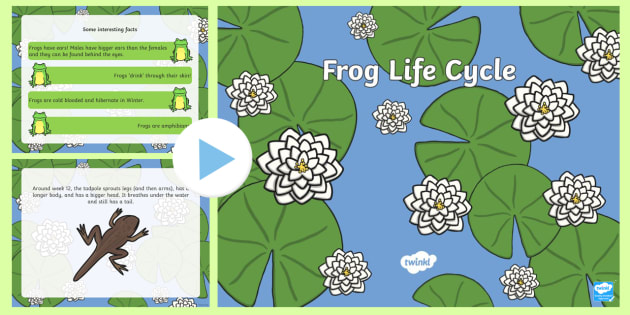 Life Cycle of a Frog (teacher made)