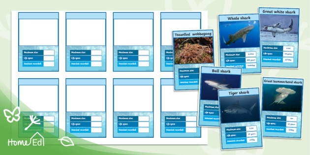 Shark Facts for Kids - Twinkl Homework Help - Twinkl