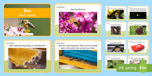Bees Fact Cards (teacher made)