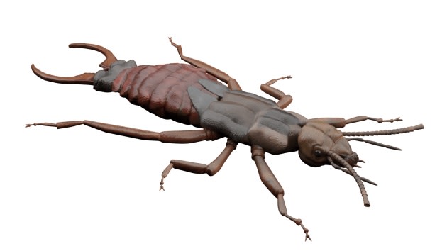 Earwig Augmented Reality (AR) Quick Look Model