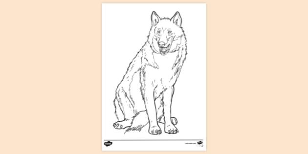 FREE! - Detailed Wolf Colouring Page (teacher made)
