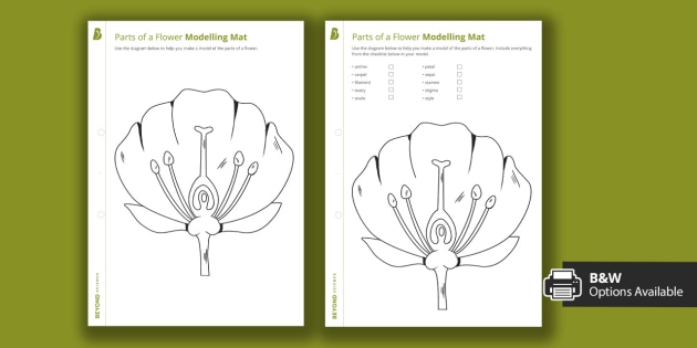 Parts of a Flower Modelling Mat