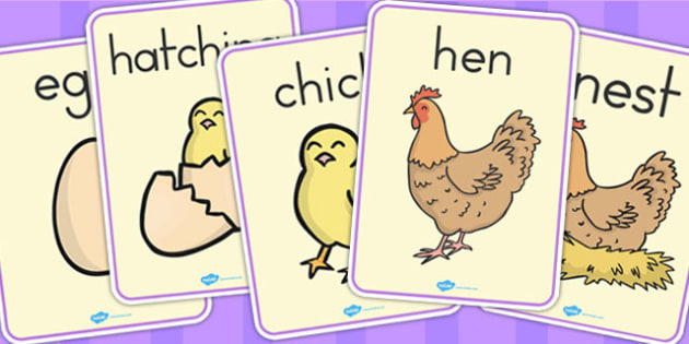 Life Cycle of a Hen Display Posters