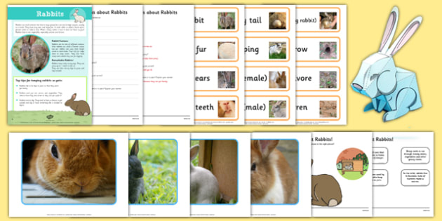 Rabbit Resource Pack (teacher made)