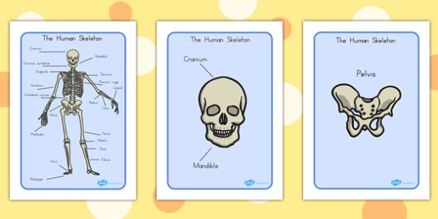 Human Skeleton Display Posters Scientific Names