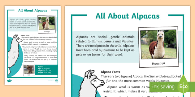 All About Alpacas Fact File