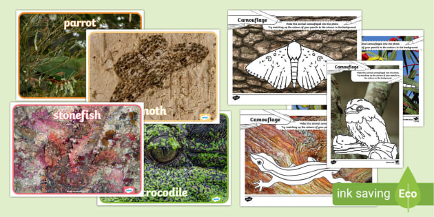 Australian Animal Camouflage Photos and Craft Activity