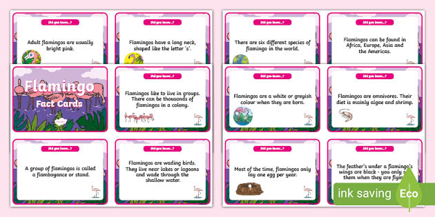 Flamingo Fact Cards (teacher made)