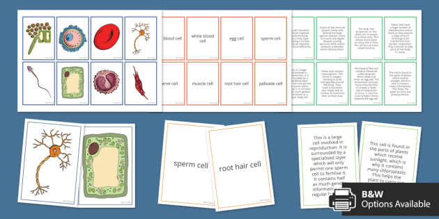 Specialised Cells Card Sort | Biology | Beyond