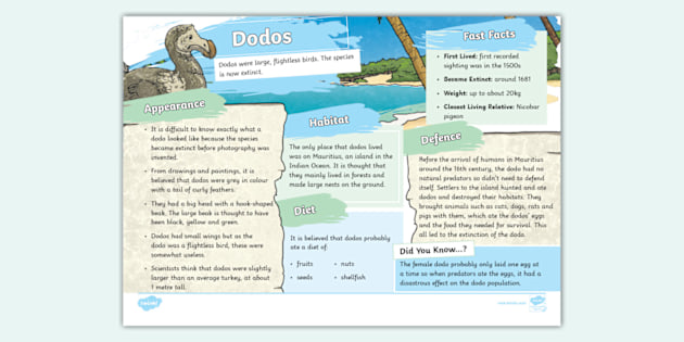 Do all birds fly? - Twinkl Homework Help - Twinkl