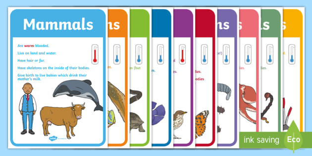 Animal Groups Display Posters - Animal, Display, Display Poster, Poster