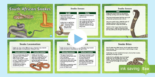 South African Snake Species PowerPoint (teacher made)