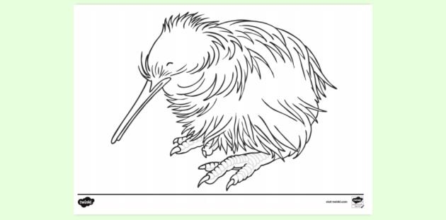 Kiwi Colouring | Colouring Page (teacher made)