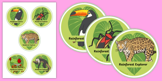 Rainforest Explorer Role Play Badges (teacher made)