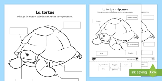 Fiche d'activités : La tortue (teacher made)