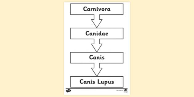FREE! - Classification Colouring Sheet (teacher made)