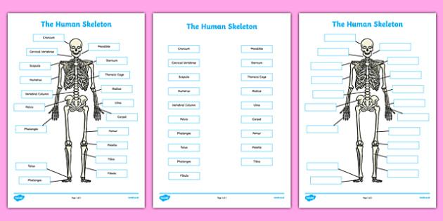 Human Skeleton Labeling Sheets Scientific Names Body Labels Human Skeleton Labeling Sheets Scientific Names Body Labels