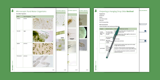 Pond Water Lab Worksheet A Beginner’s Guide To Pond Dipping With
