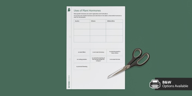 Plant Hormones Biology | twinkl.com.au