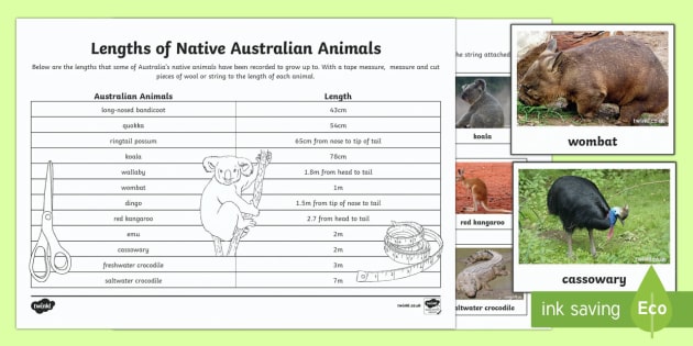 Australian Animals Measurement Worksheet / Worksheet