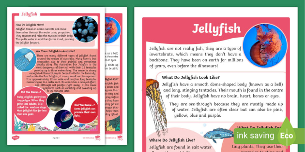 Jellyfish Fact File