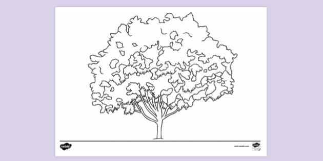 FREE! - Wattle Plant Colouring Sheet | Colouring Sheets