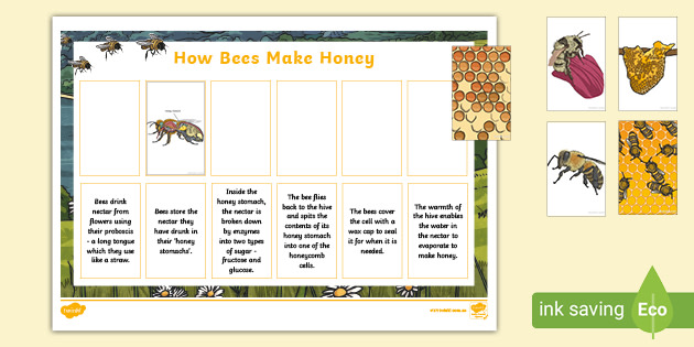 How Bees Make Honey